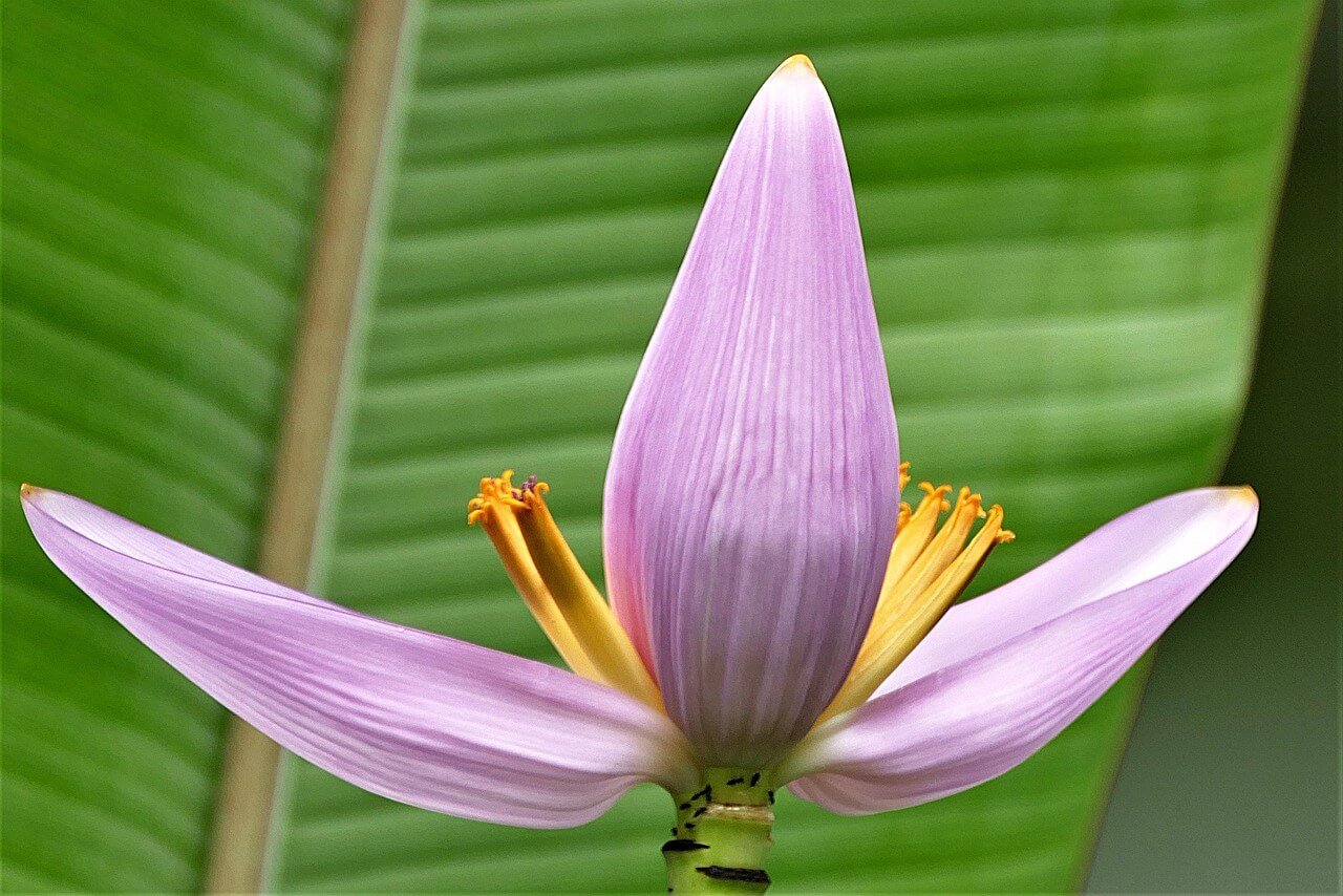 The Characteristics Of Musa Tropicana Or Mini Banana Tree