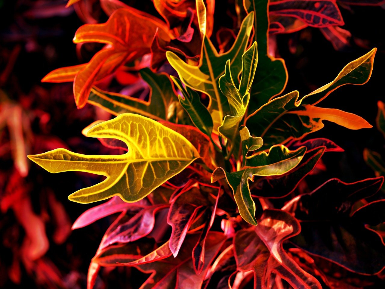 How to Grow and Care for Croton