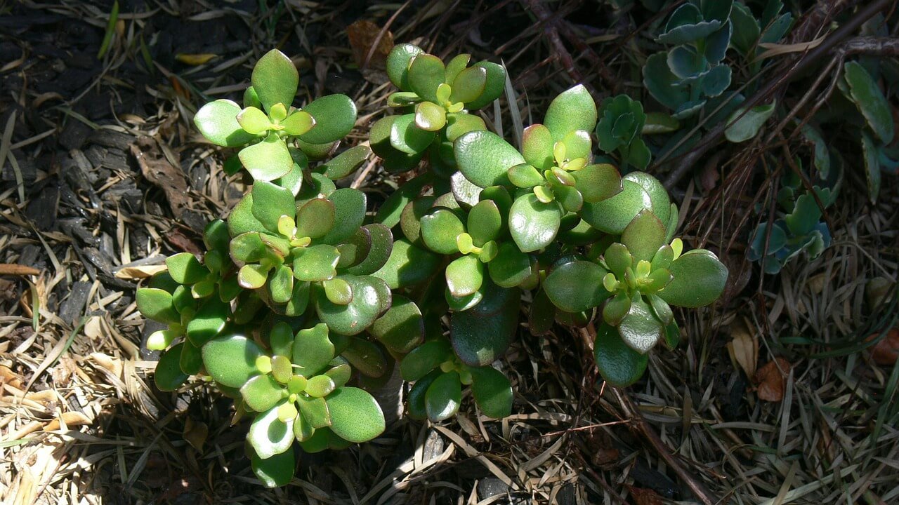 How To Grow Jade Plant