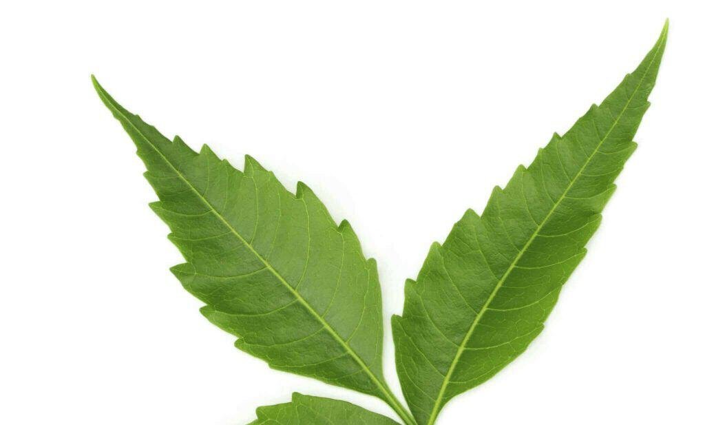 Incredible Benefits of Neem And Its Side Effects.