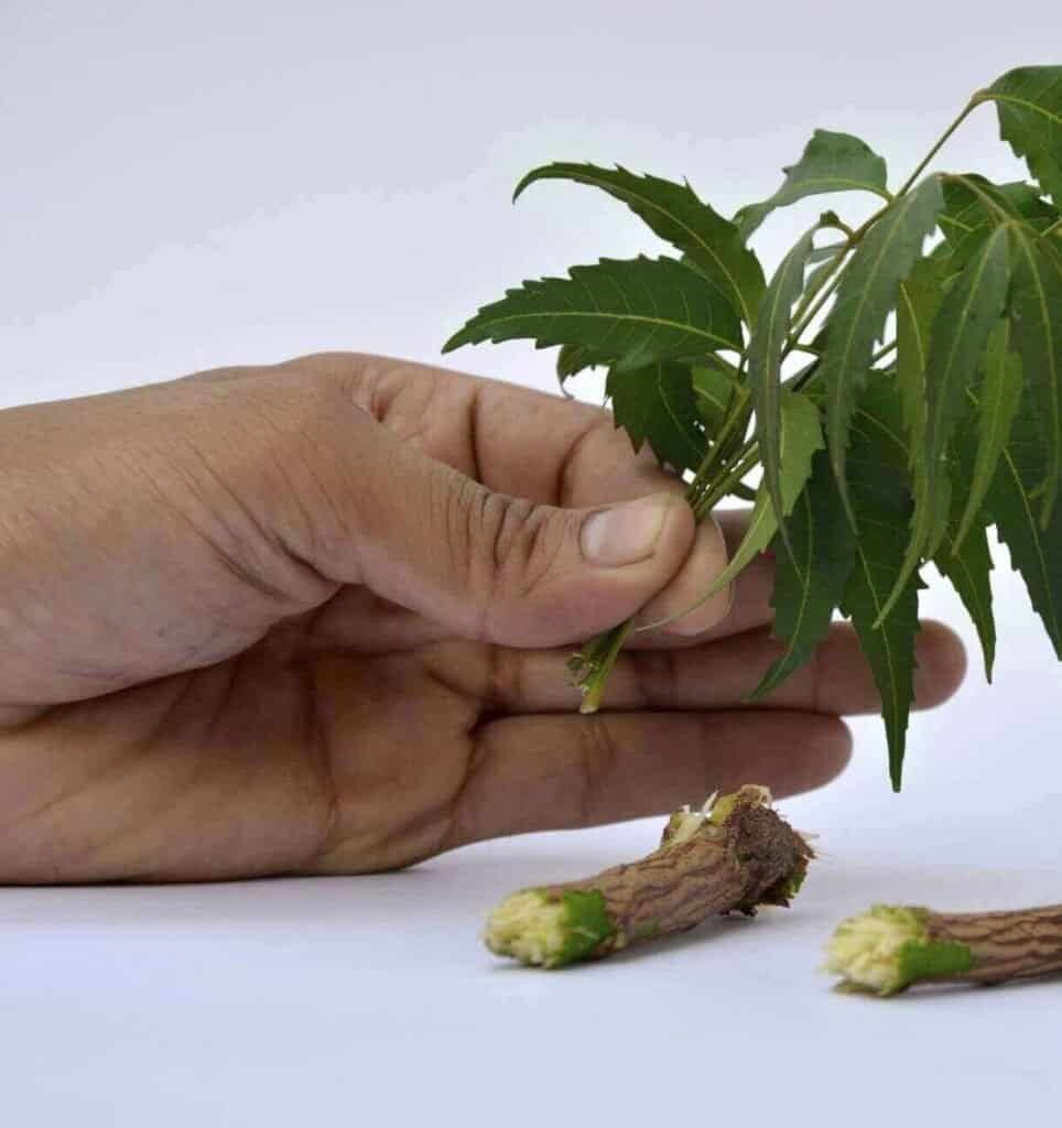 Incredible Benefits of Neem And Its Side Effects.