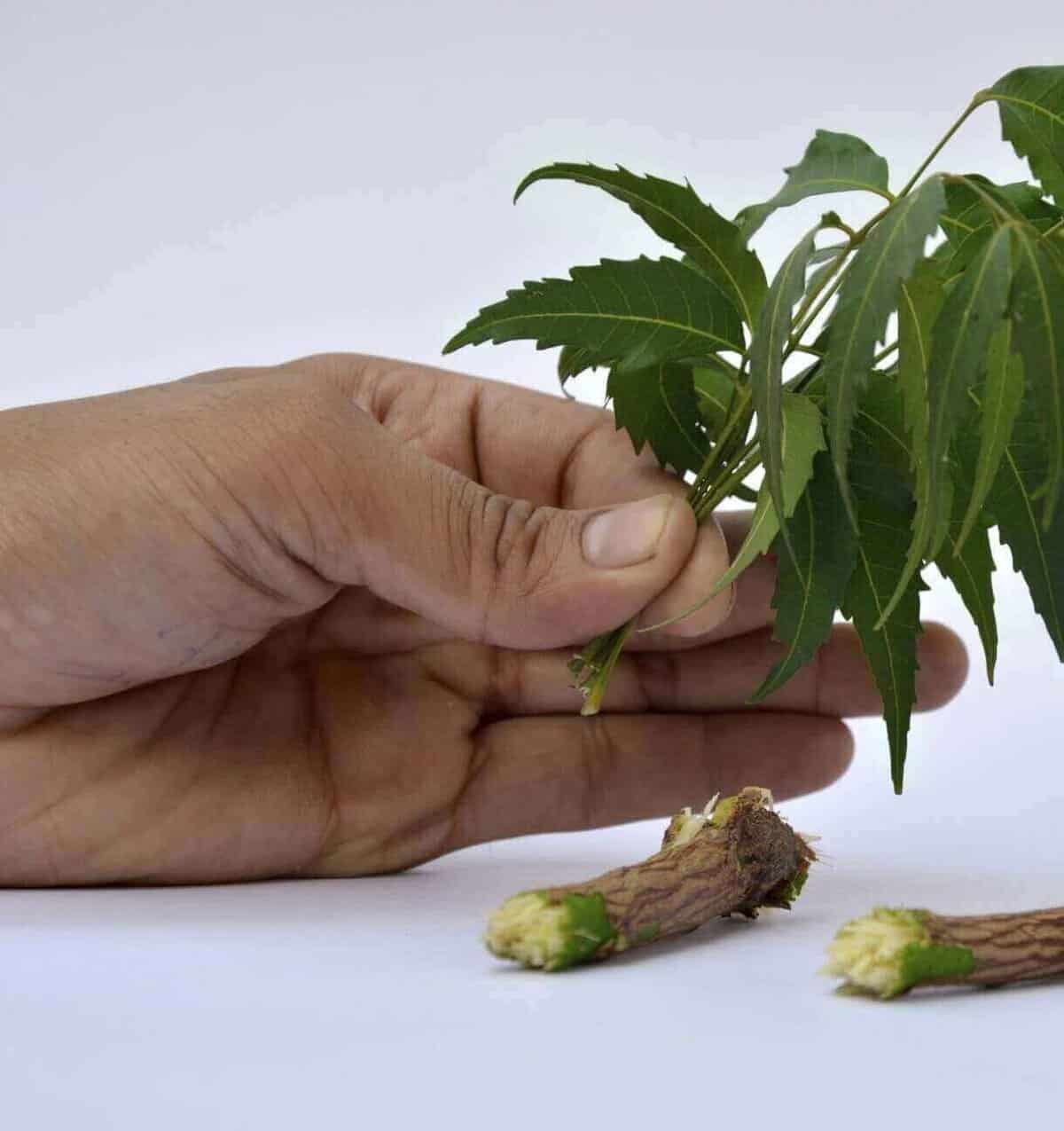 Incredible Benefits of Neem And Its Side Effects.