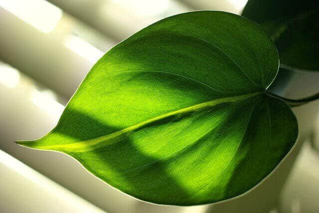 Philodendron Heart Leaf